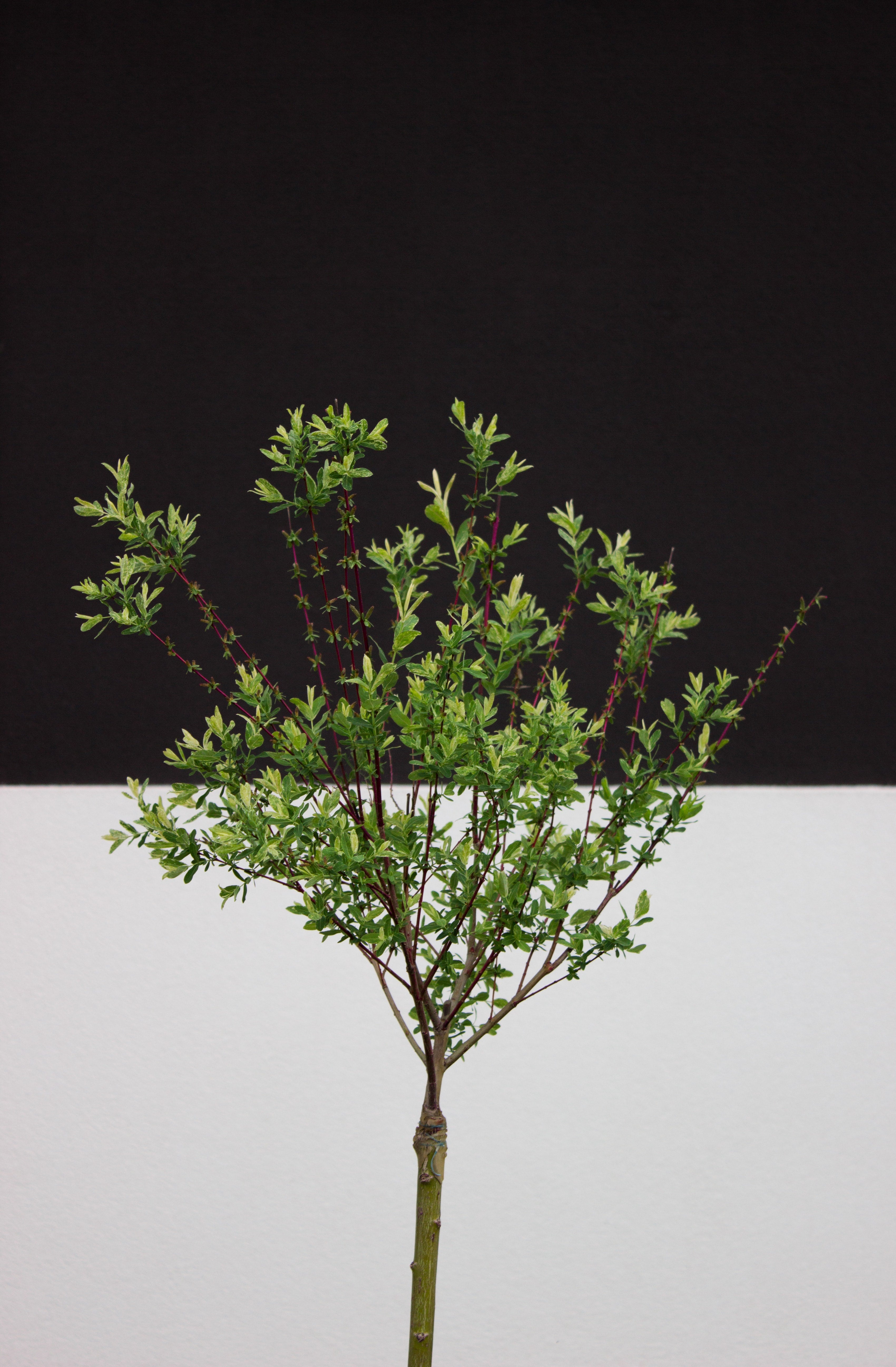 Grey versus Gray – Arey